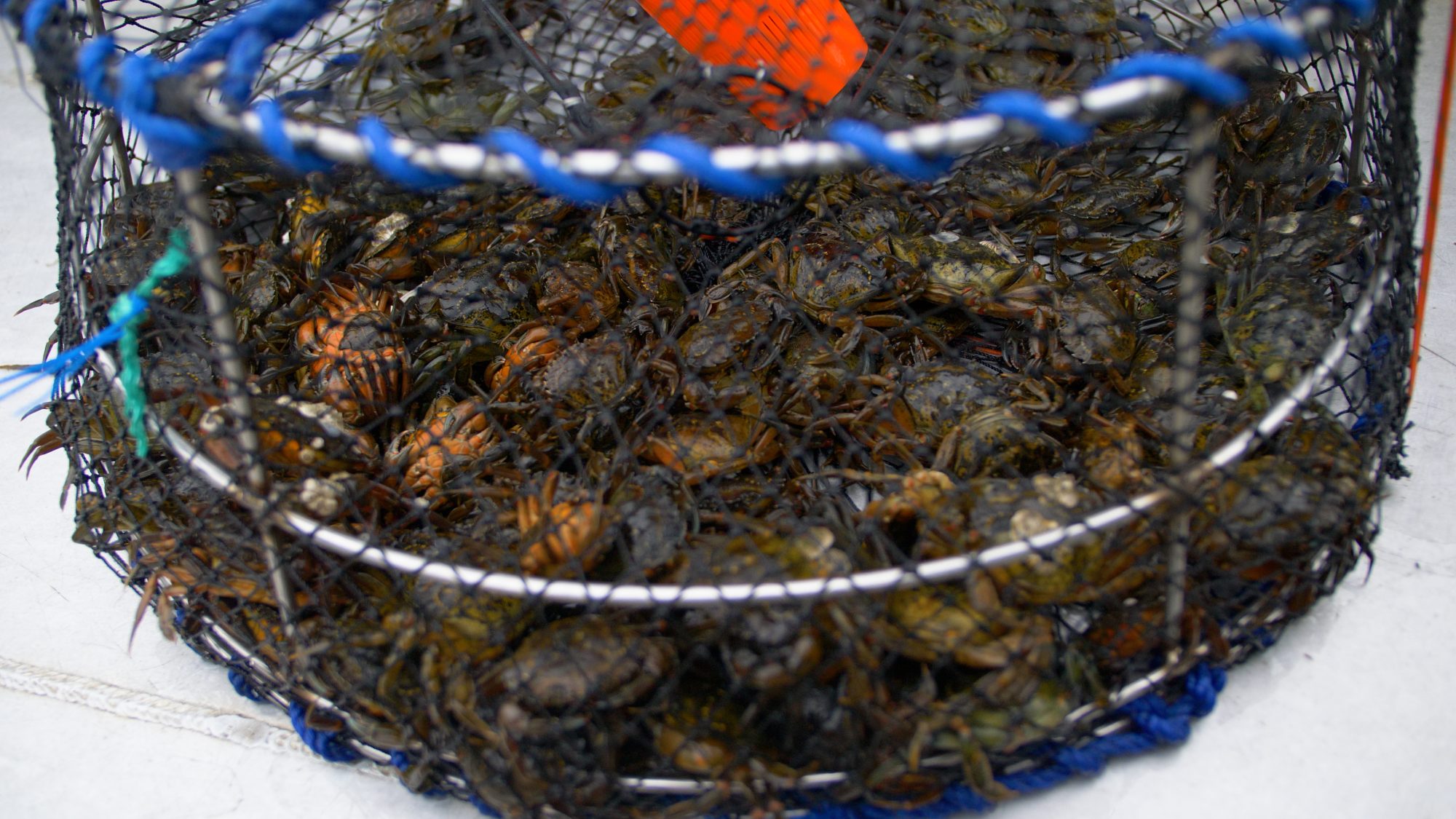 Primed to Detect the Green Crab Invasion - Hakai Institute