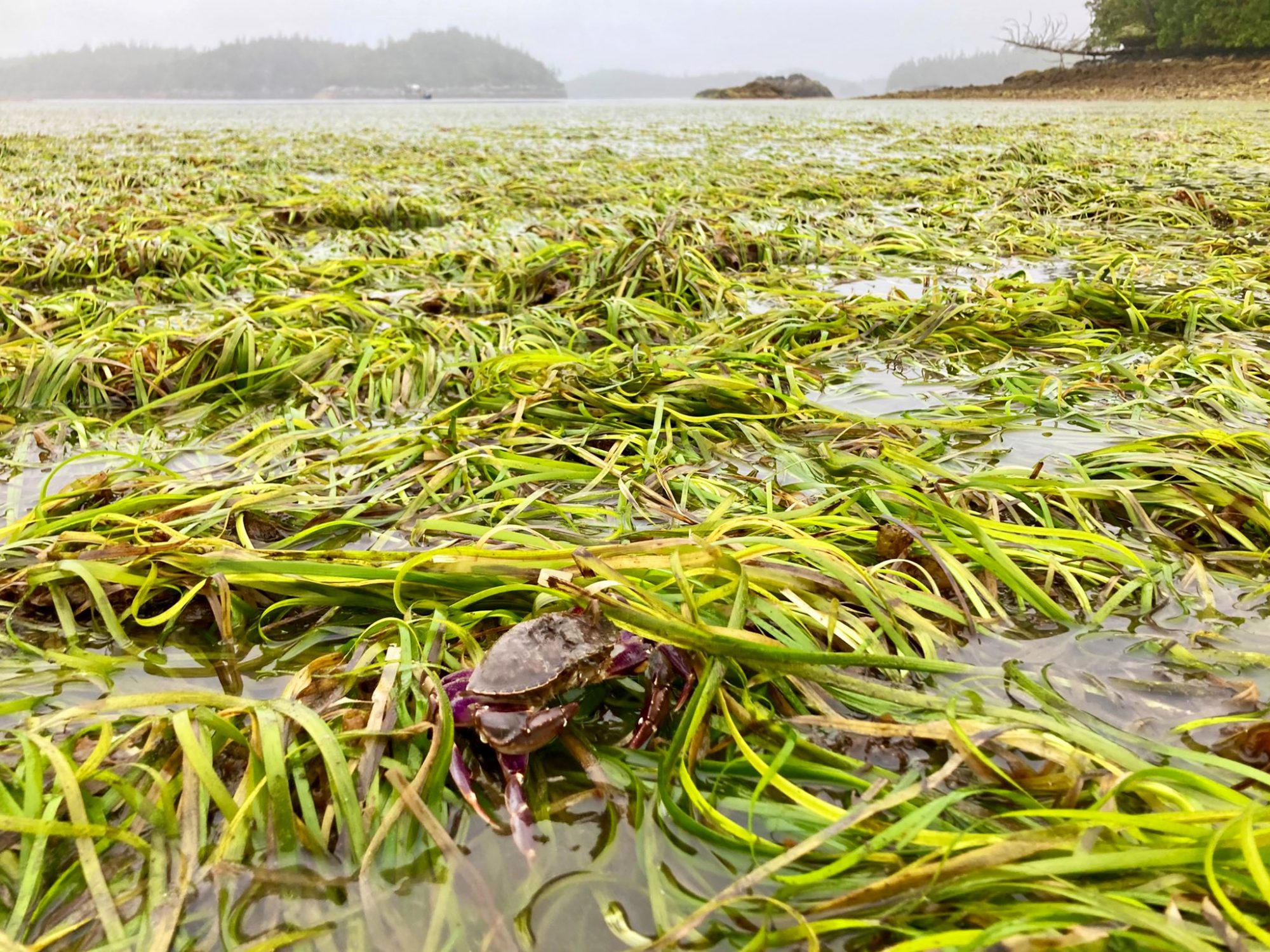 Highlights from the Nearshore - Hakai Institute