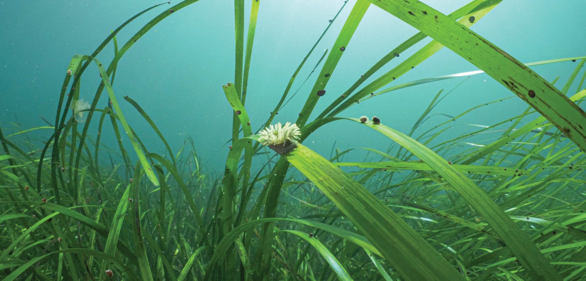 Mapping Underwater Meadows From the Skies - Hakai Institute