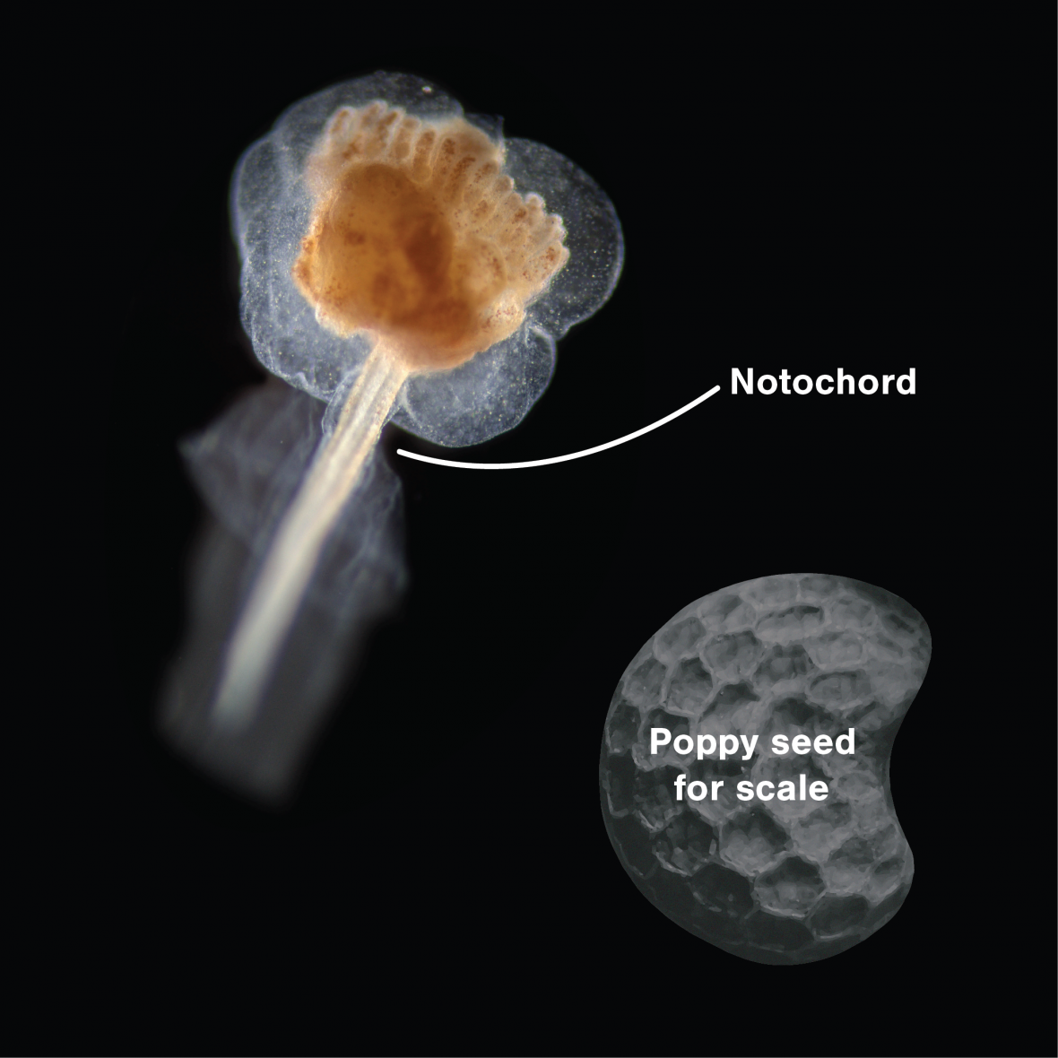 An Unwelcome Snot Blob - Hakai Institute